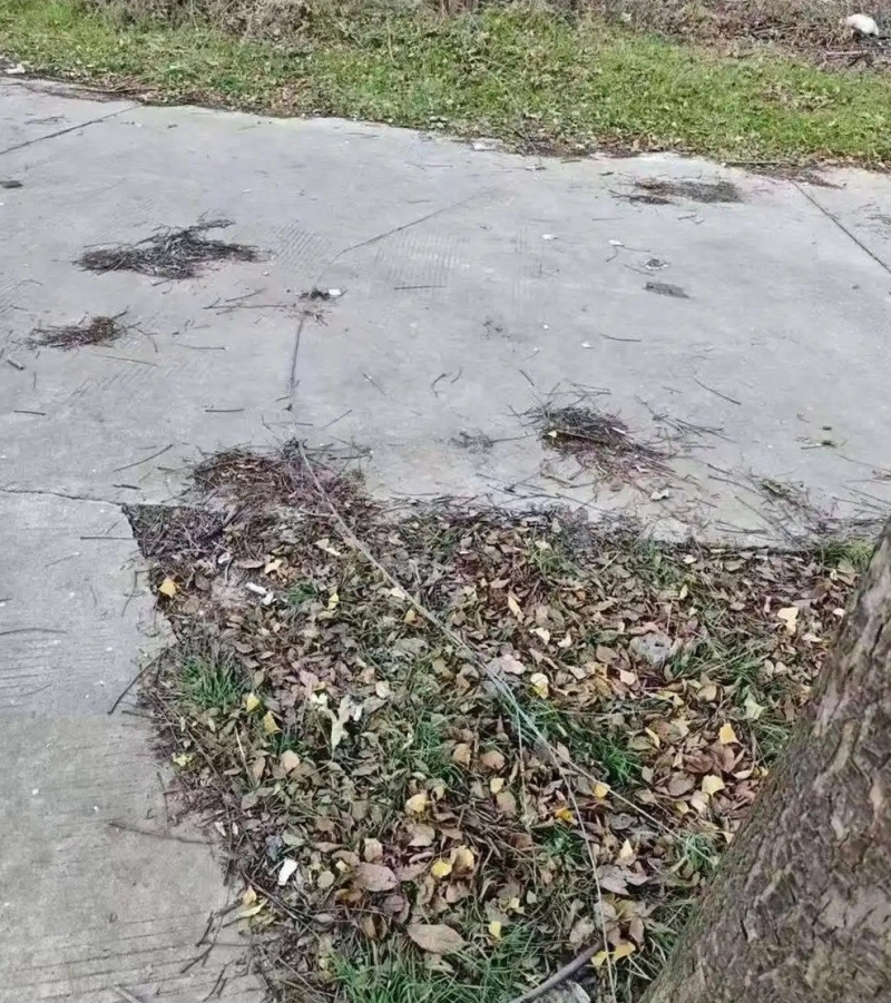 洛阳男子被一公园铁丝勒脖身亡-洛阳城事 - Powered by Discuz!